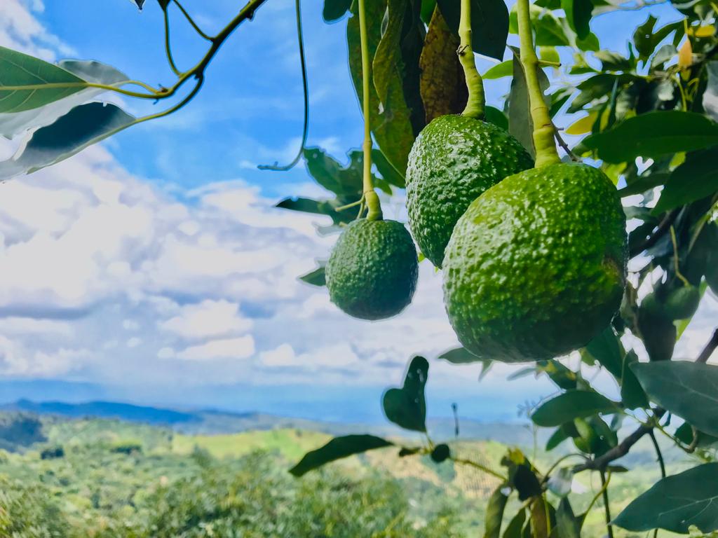 Aguacate colombiano: de super fruta a productos transformados | DOF