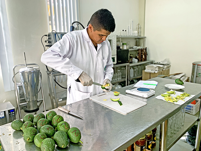 Conociendo más la materia seca de la palta | DOF